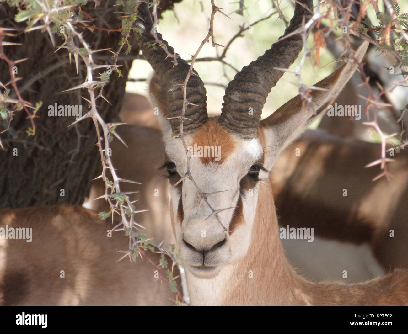 Springbok namibia male hi-res stock photography and images - Alamy