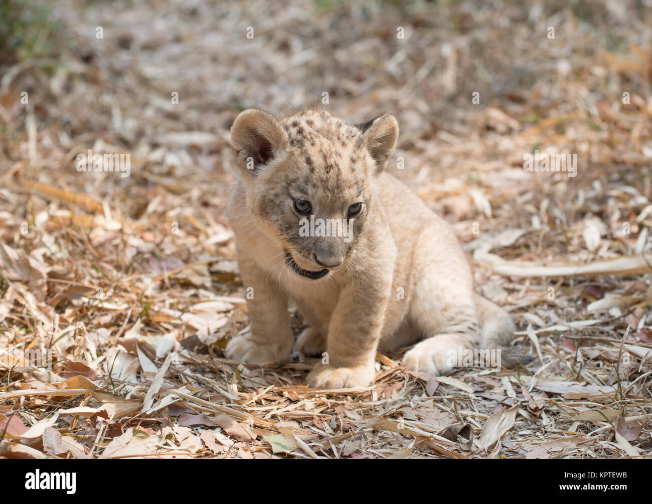 cub of lion sit alone on dry leaves Stock Photo - Alamy