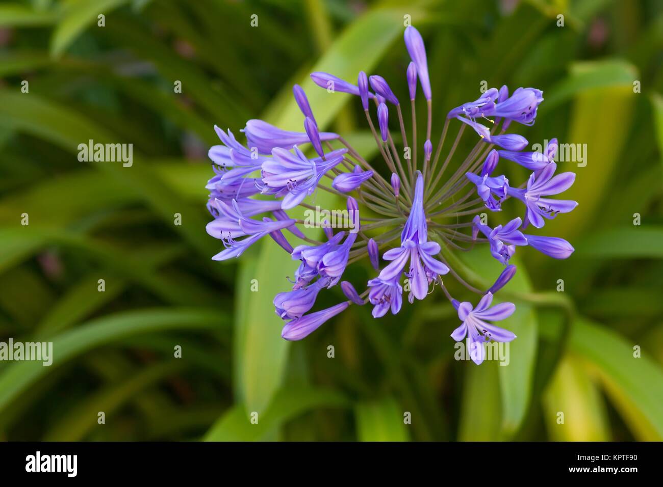blue ornamental lilies / Blue jewelry lilies Stock Photo - Alamy