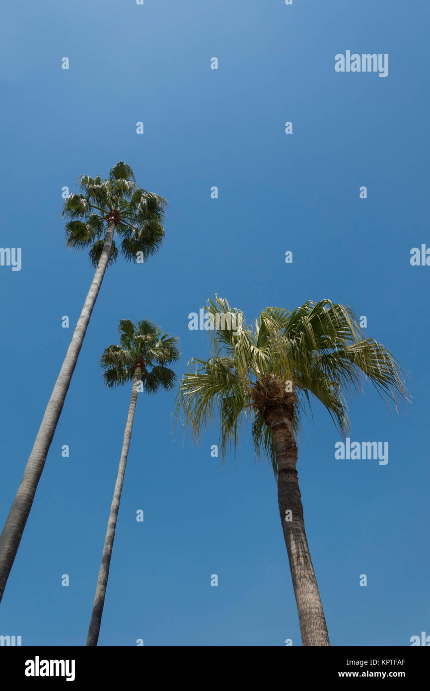 three tall palm trees Stock Photo - Alamy