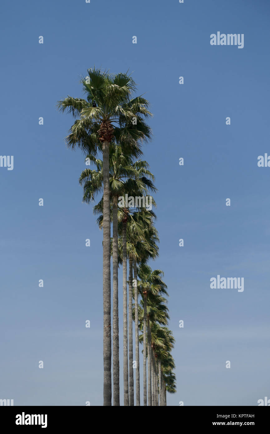 Series of tall palm trees Stock Photo - Alamy