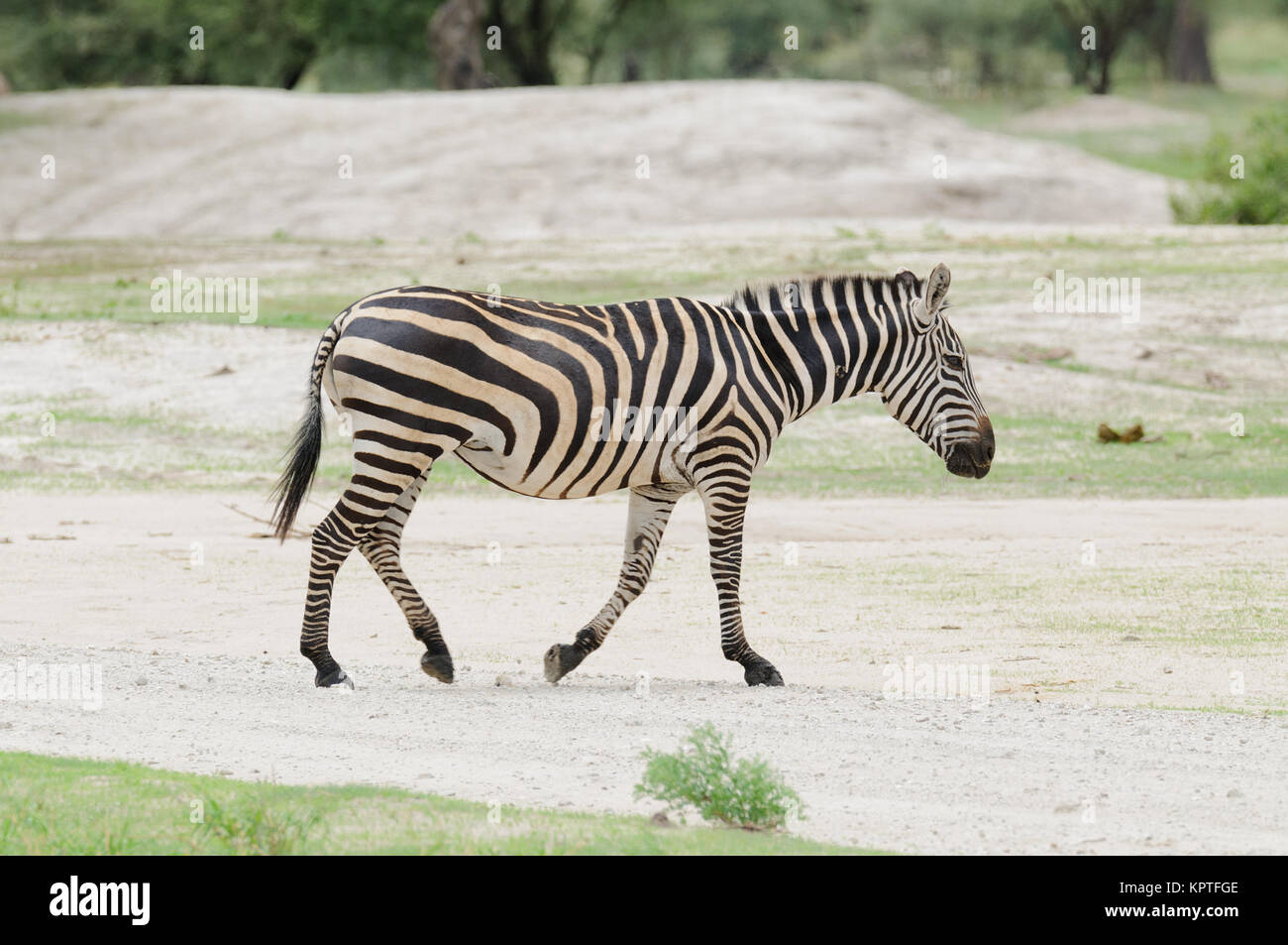 Closeup of Burchell's Zebra or Boehm's zebra (scientific name: Equus ...