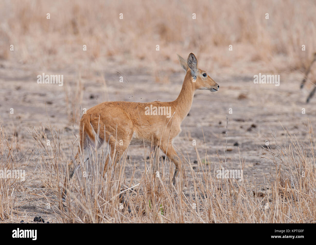 Bohor reedbuck female redunca redunca hi-res stock photography and ...