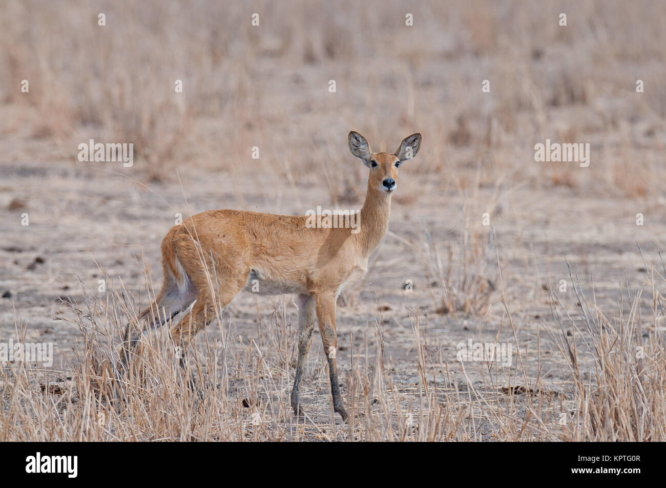 Bohor reedbuck female redunca redunca hi-res stock photography and ...