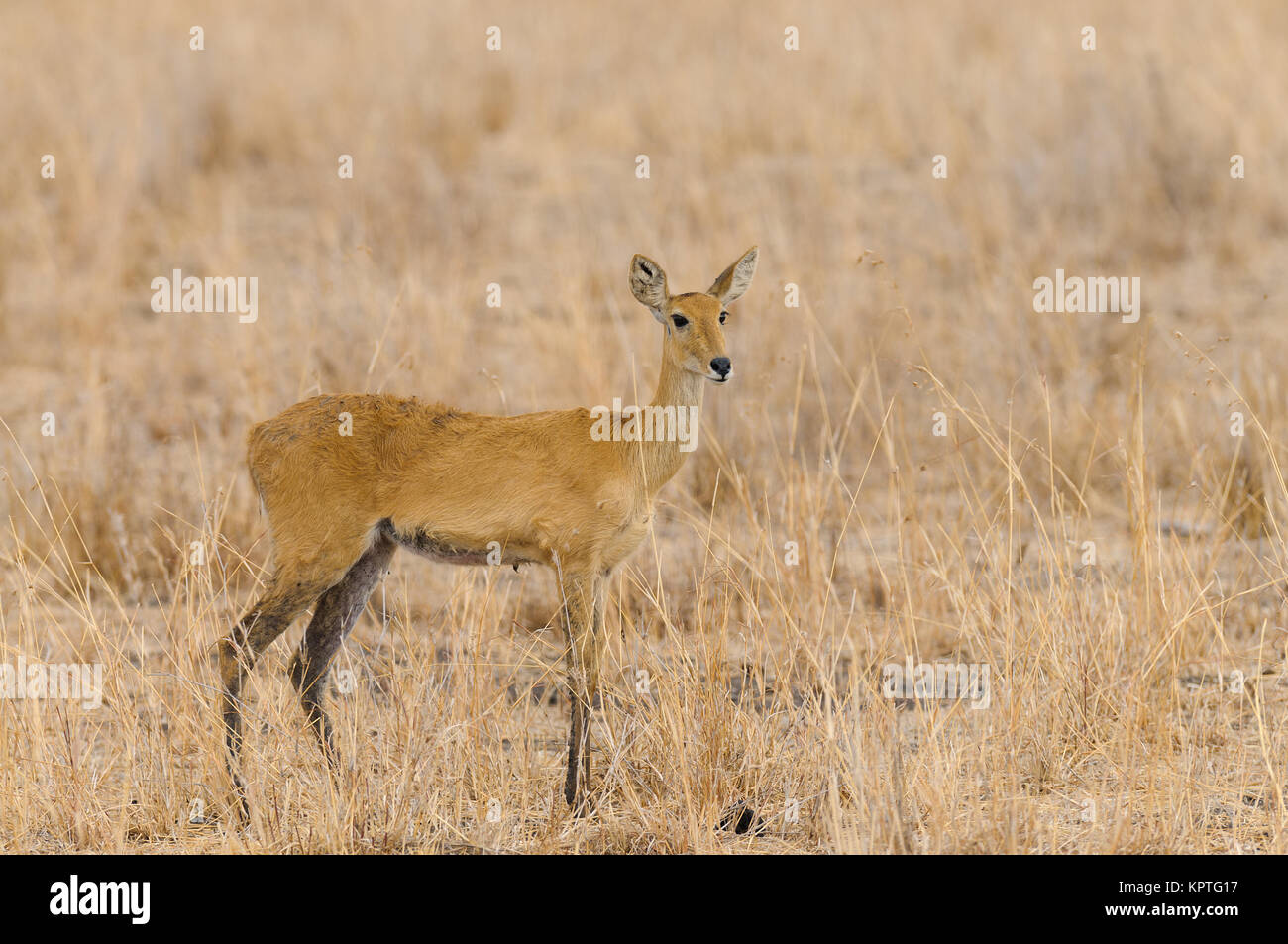 Bohor reedbuck female redunca redunca hi-res stock photography and ...