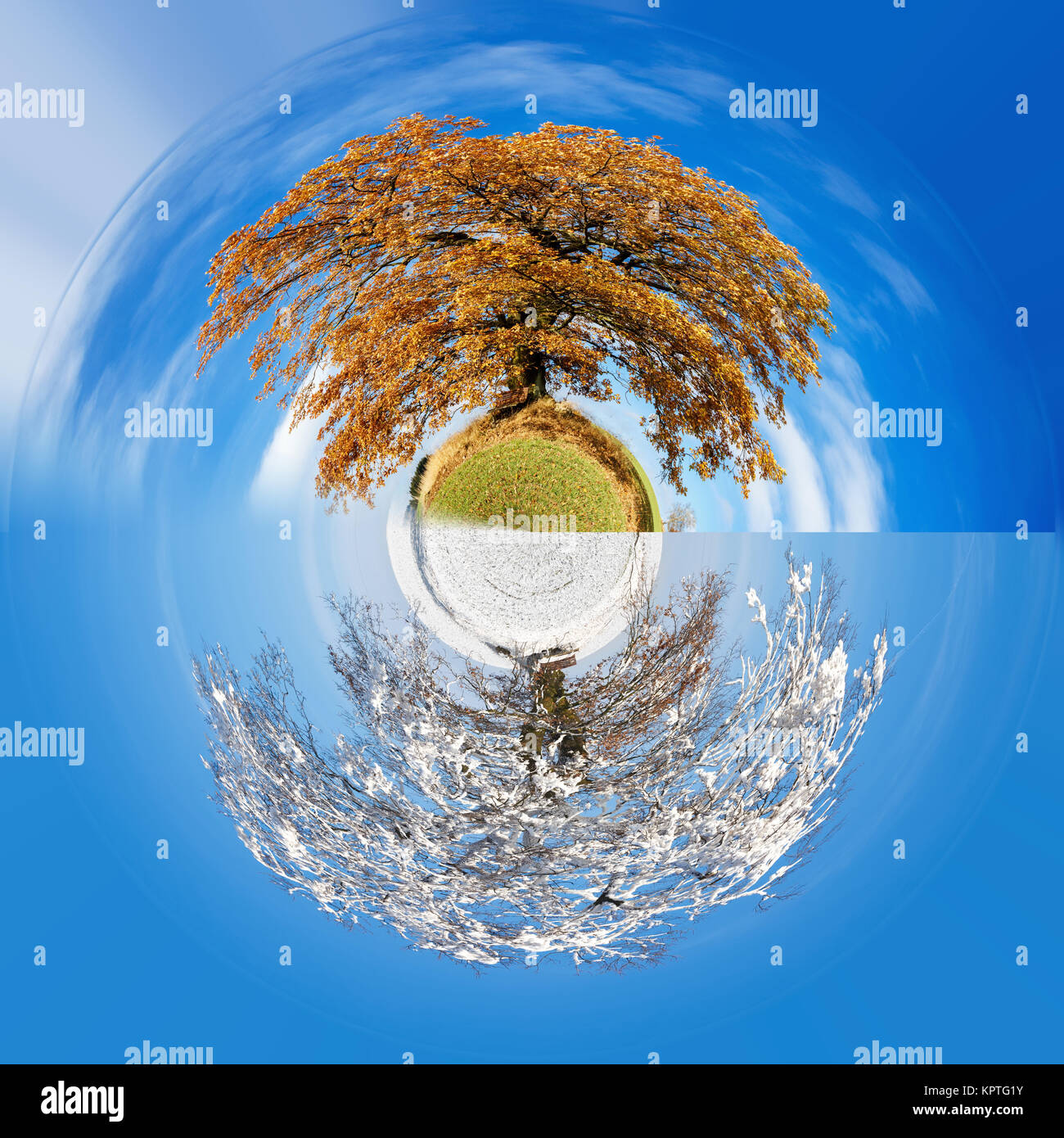 alone tree on two season Stock Photo - Alamy