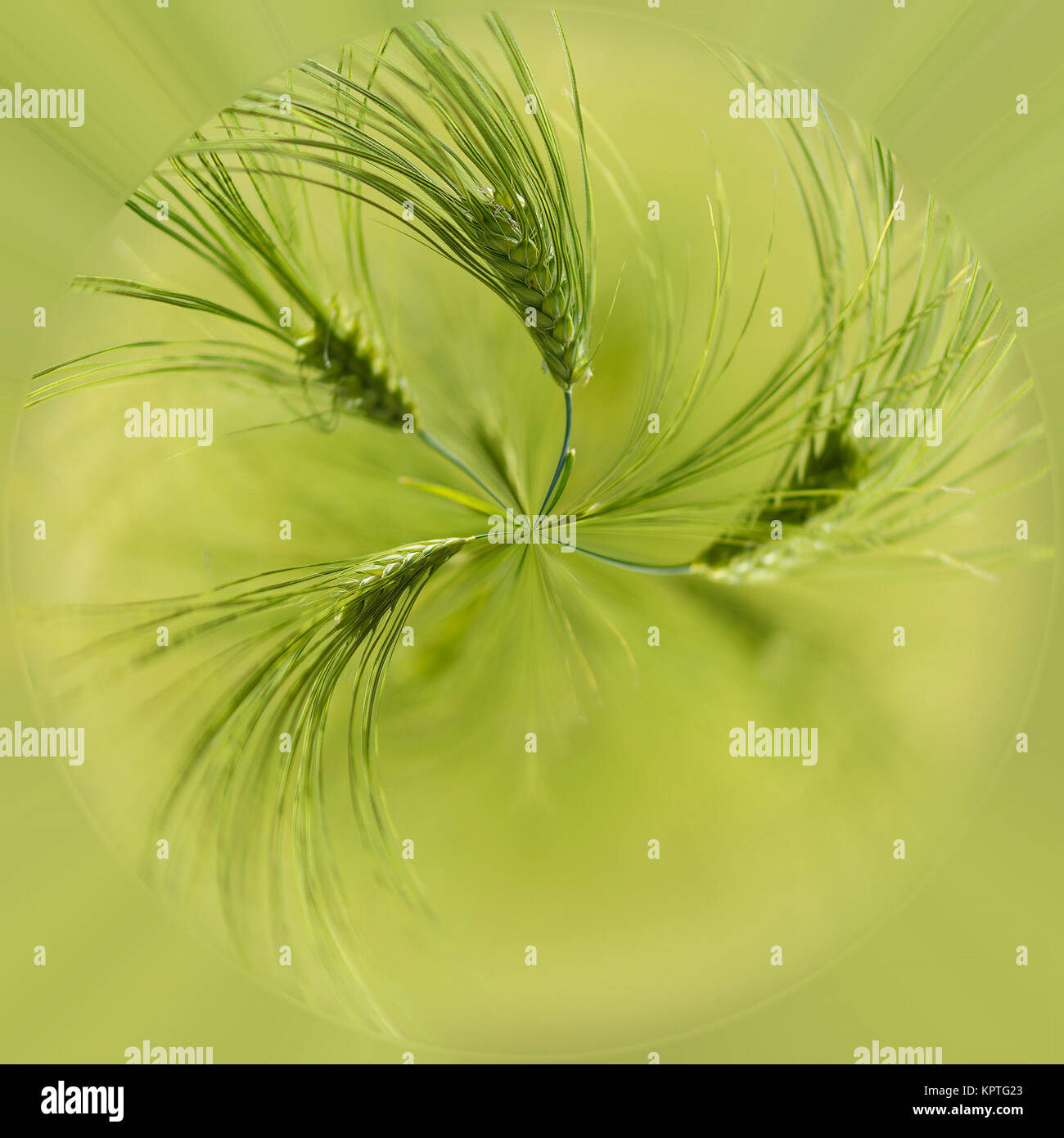 Organic Green spring grains with shallow focus Stock Photo - Alamy