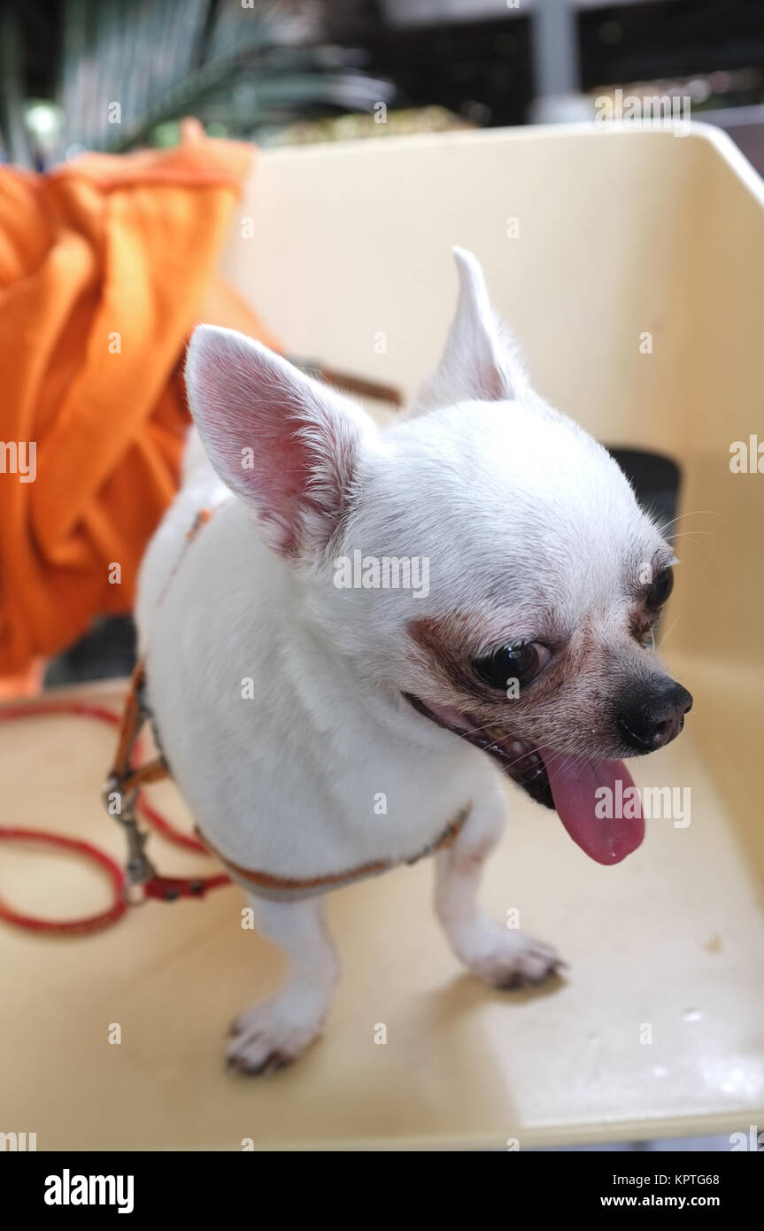 Sharp dog head silhouette hi-res stock photography and images - Alamy