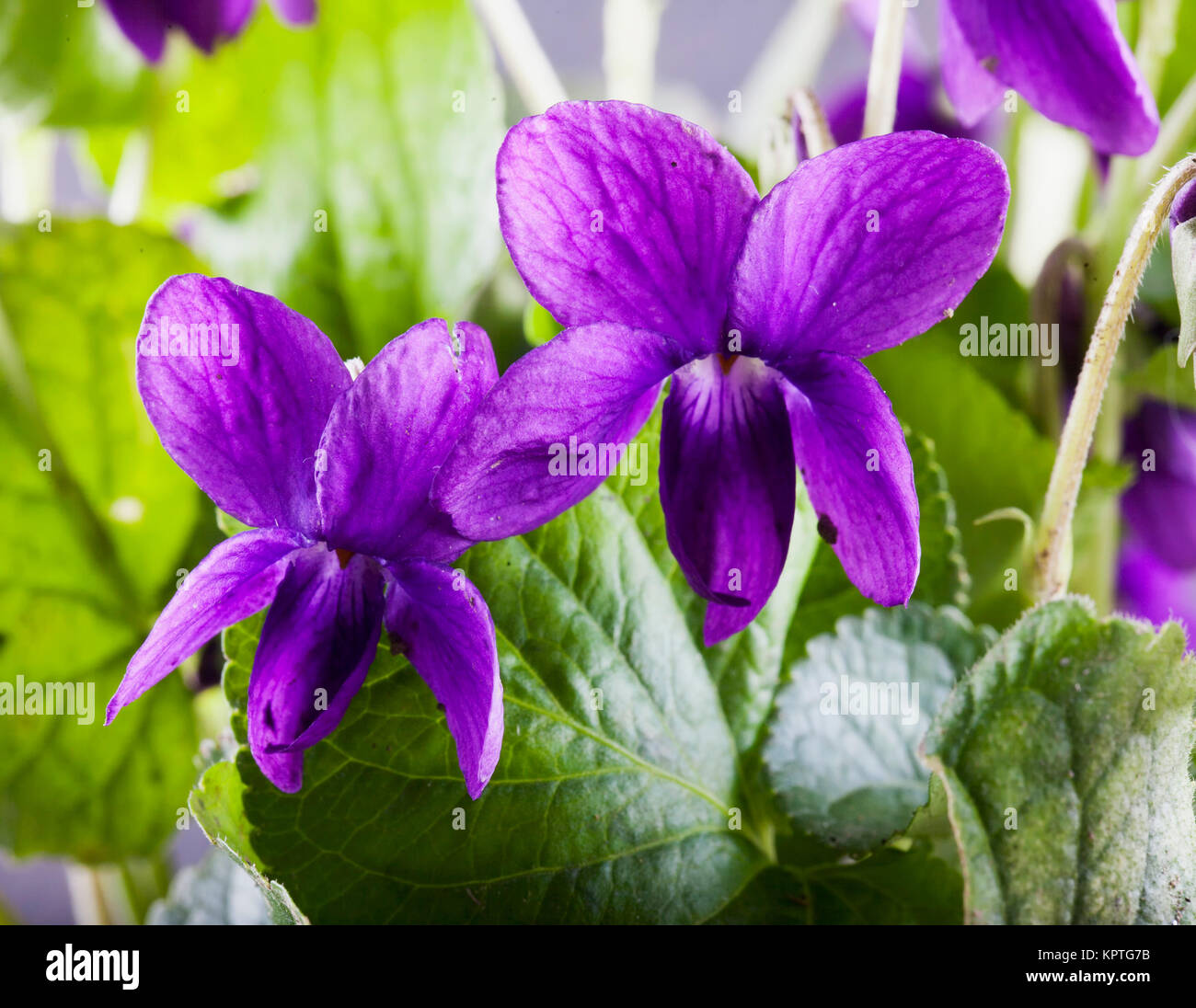 Violets in a bunch Stock Photo - Alamy