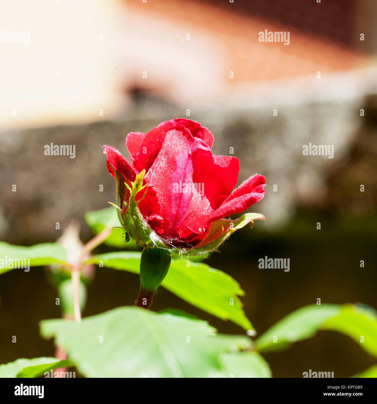 Wild red rose Stock Photo - Alamy