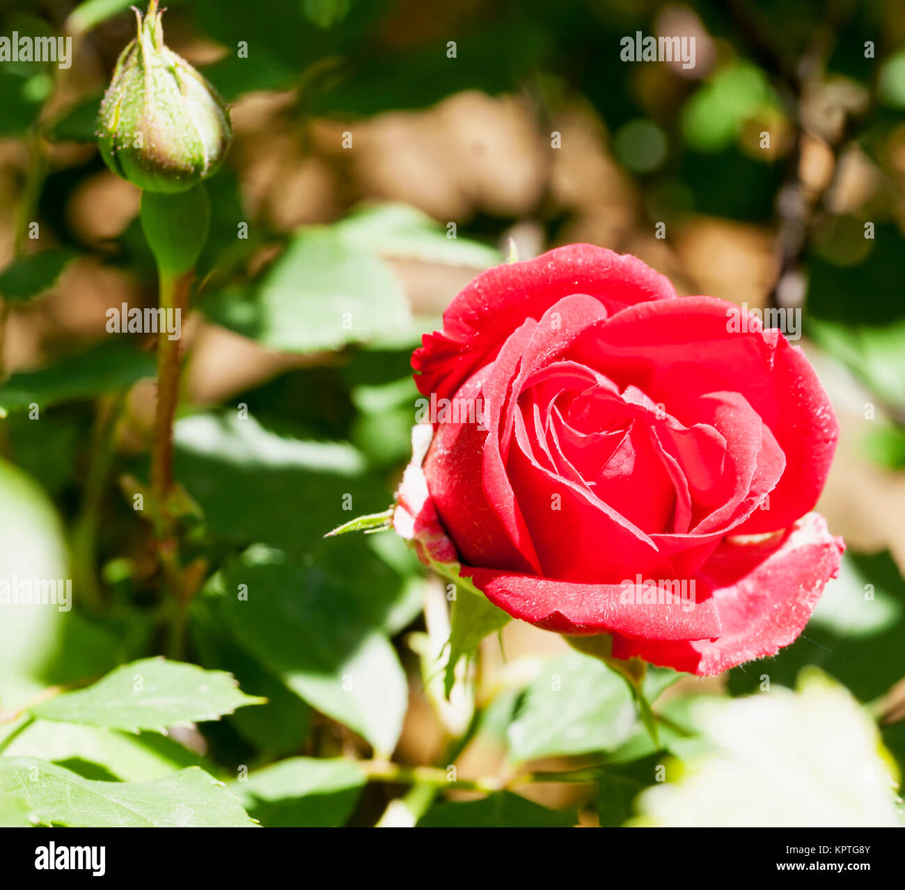 Wild red rose Stock Photo - Alamy