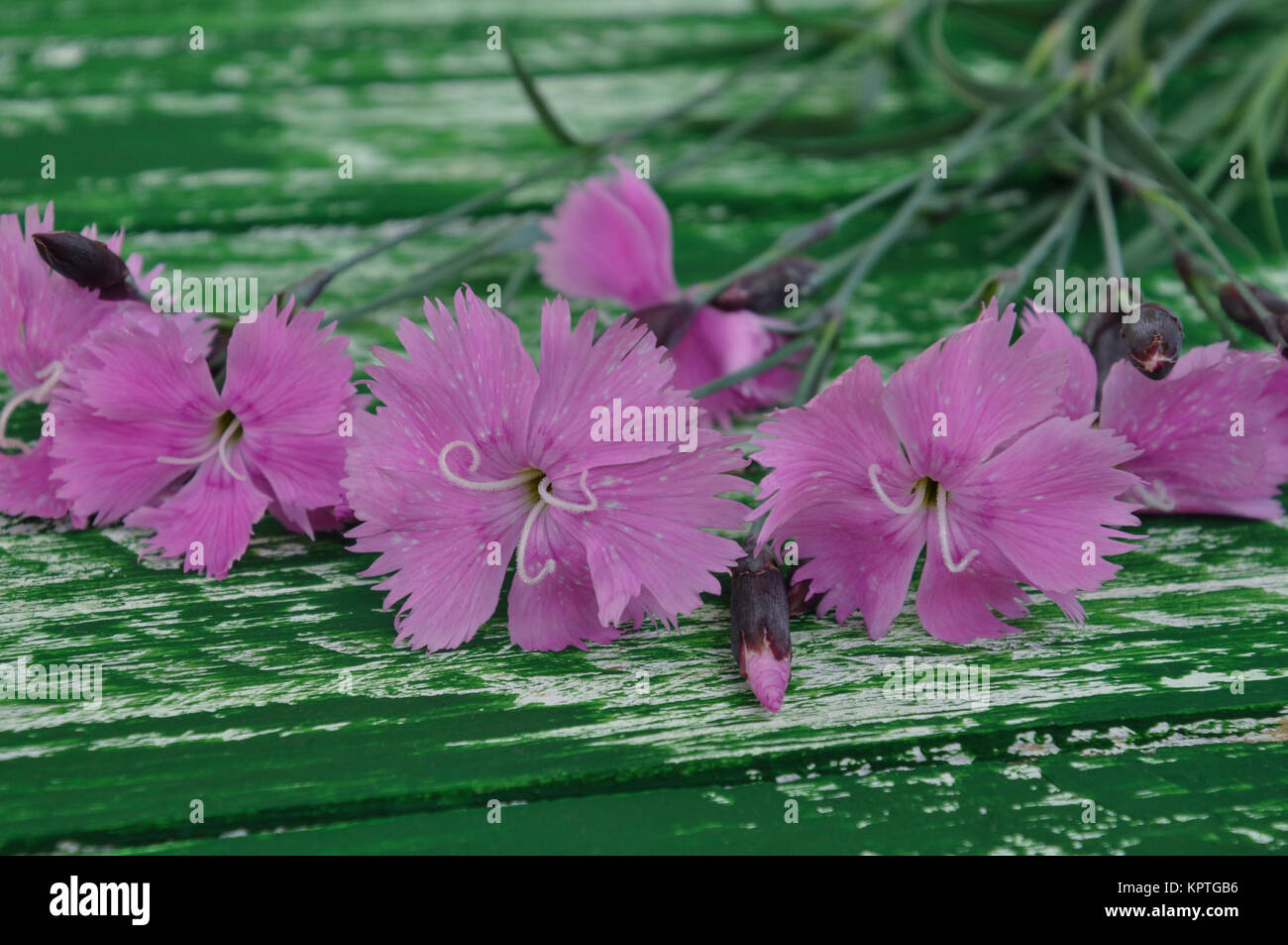 bouquet of wild clove Stock Photo - Alamy