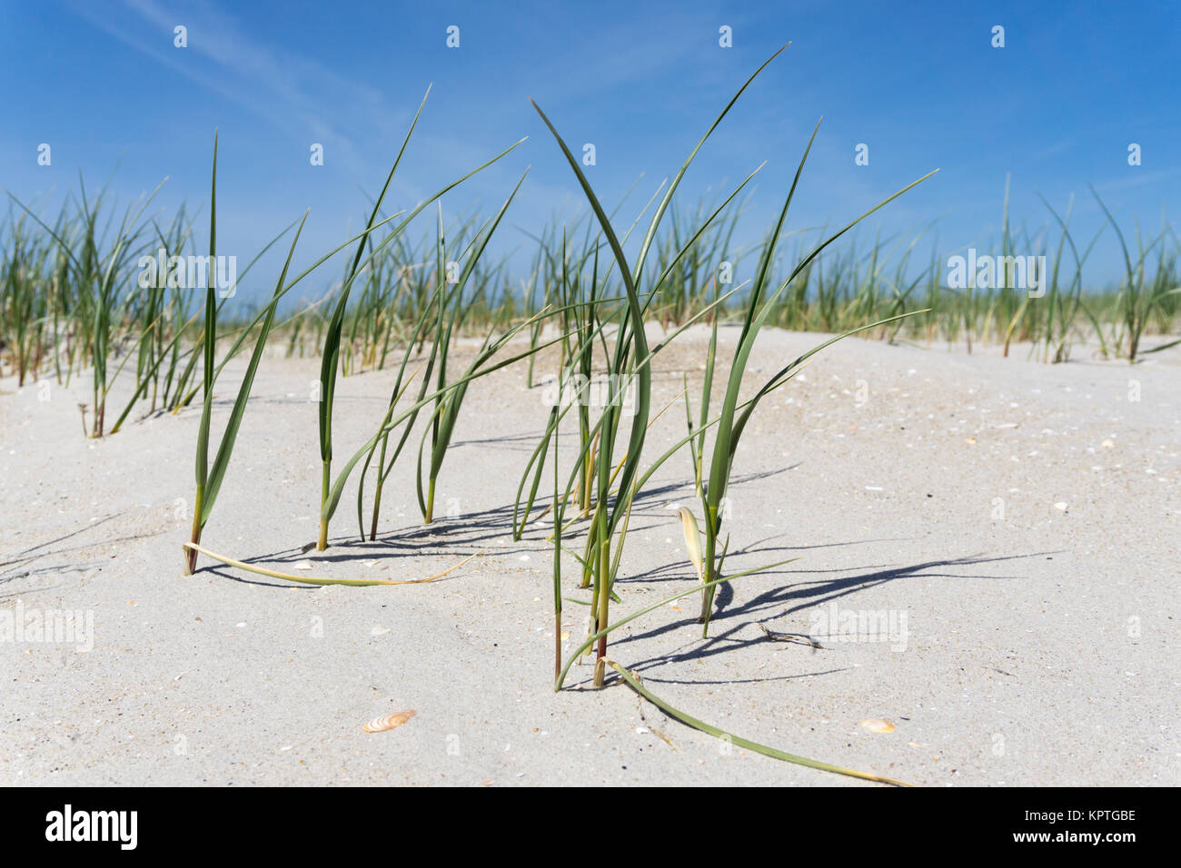 Marram grass â€“ beach grass in sand dunes Stock Photo - Alamy