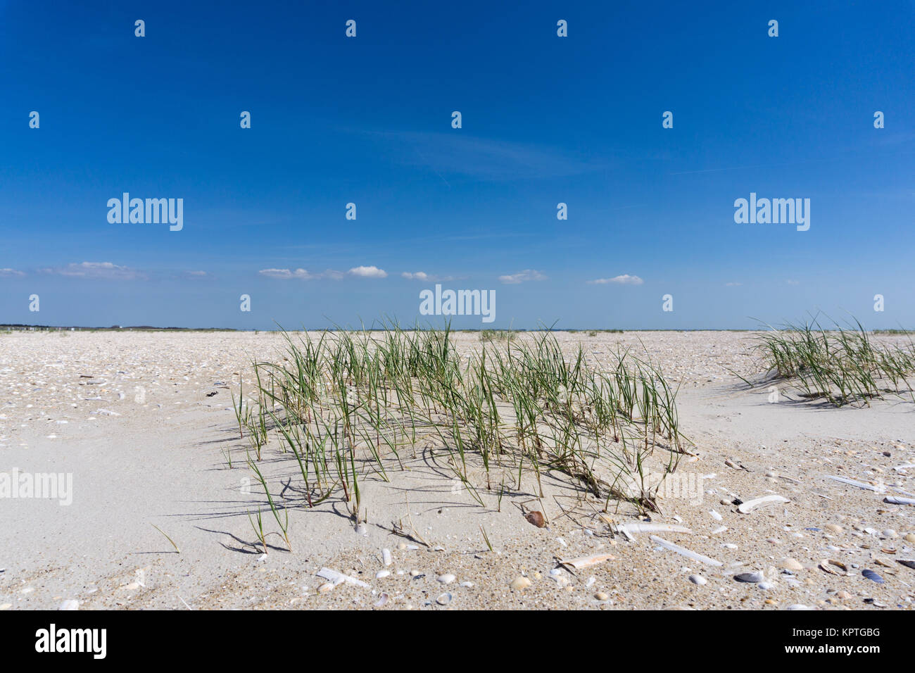 Marram grass â€“ beach grass in sand dunes Stock Photo - Alamy