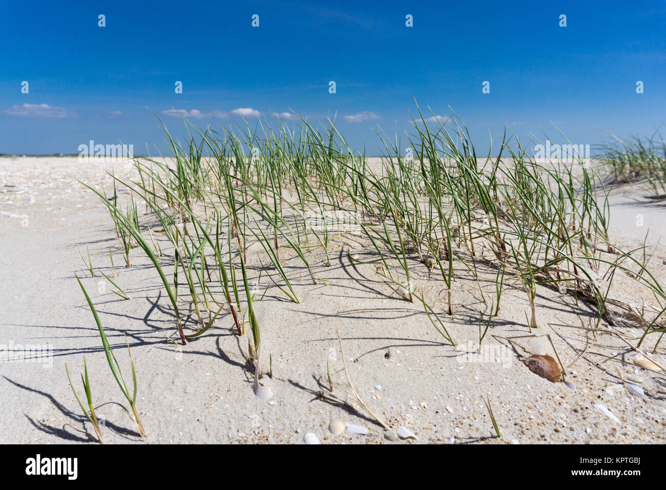 Marram grass â€“ beach grass in sand dunes Stock Photo - Alamy