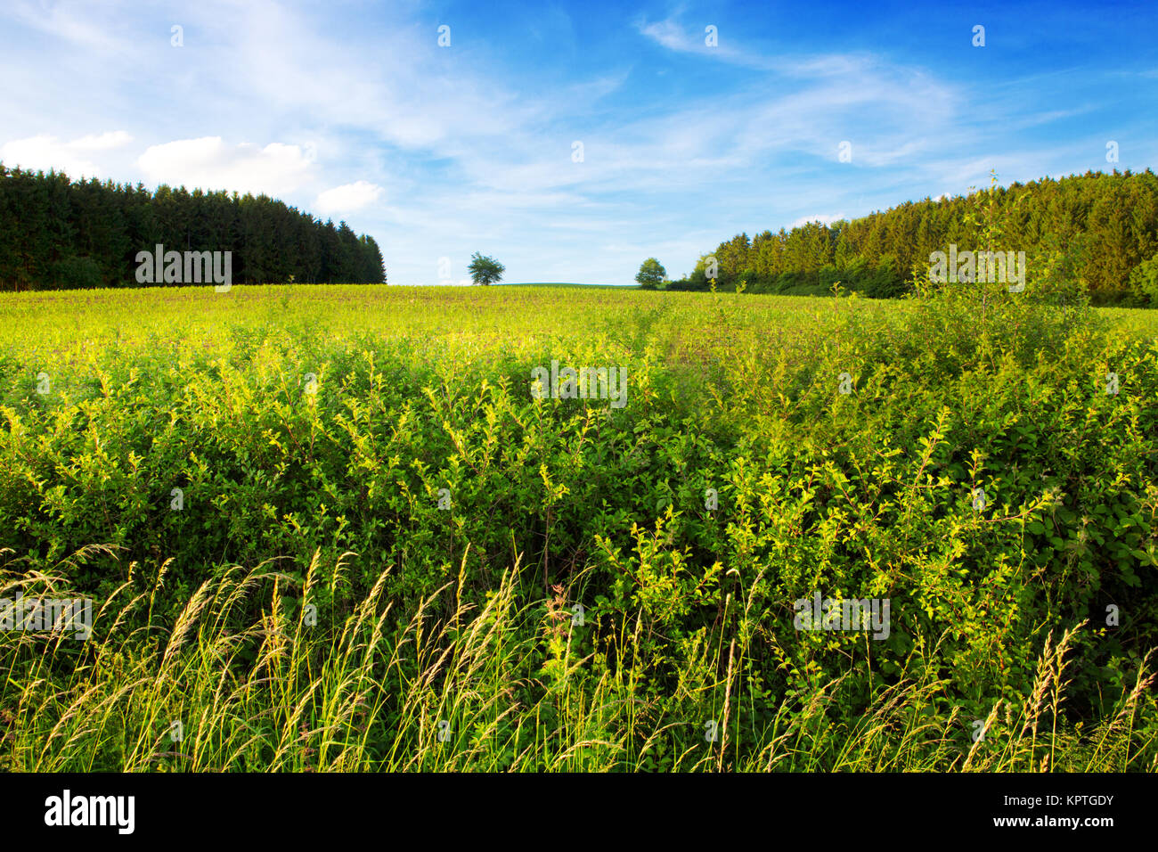 Colorful landscape with field and trees.Summer landscape with green ...
