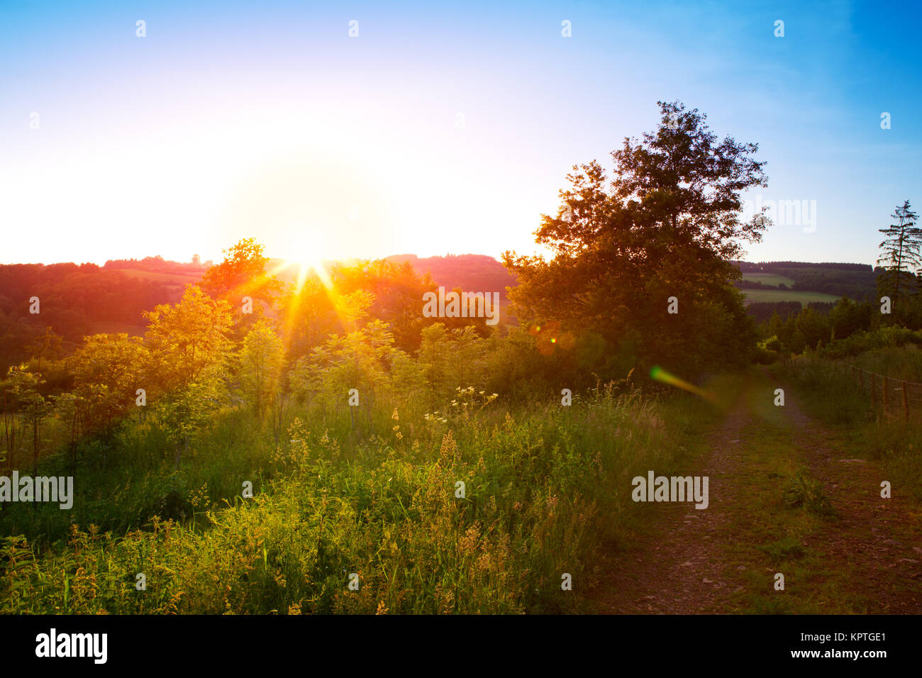 Rural landscape with a hill and a single tree at sunrise with warm ...