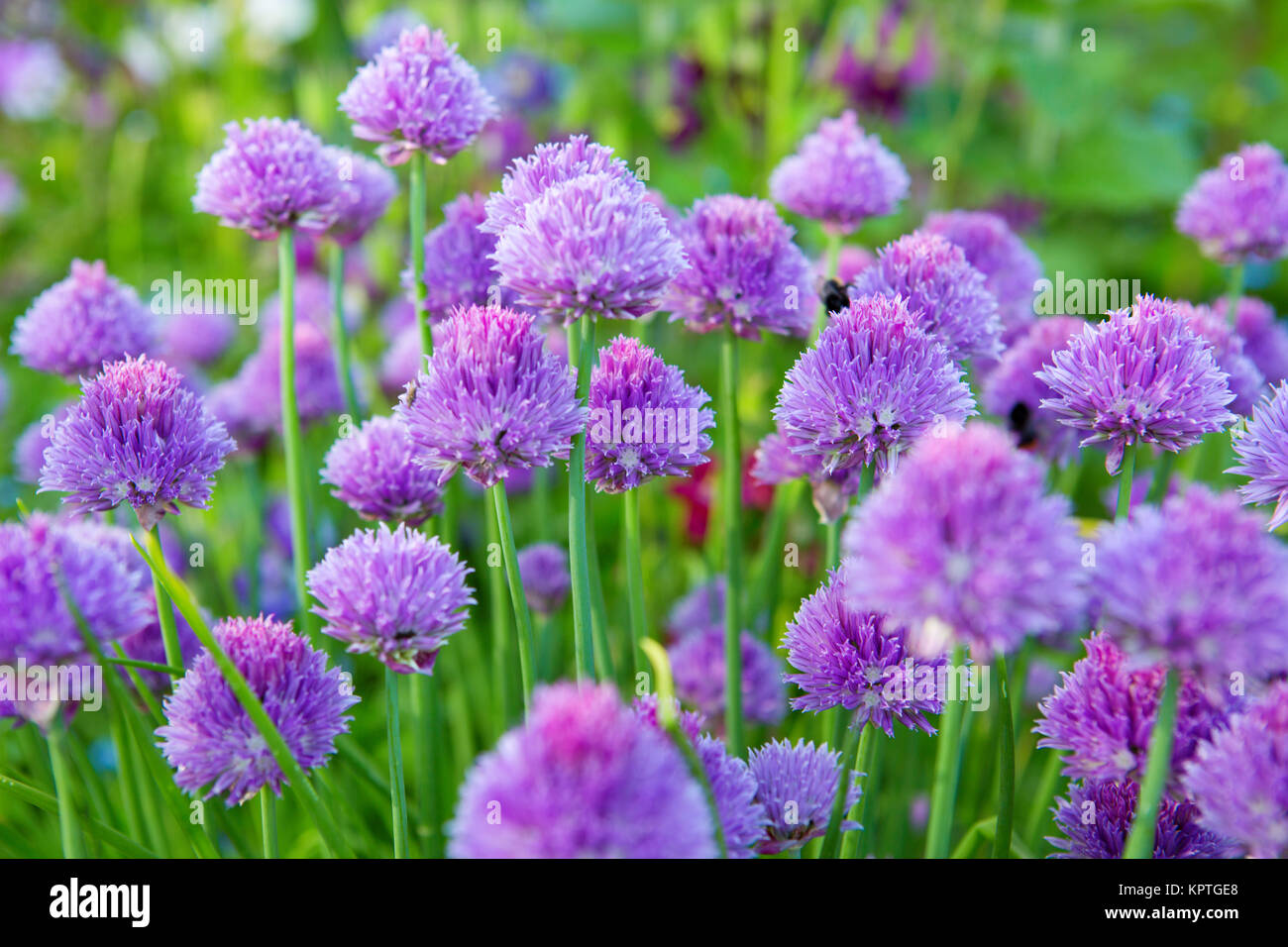 Beautiful Chive Flowers .Chive plants in full bloom. Closeup with ...
