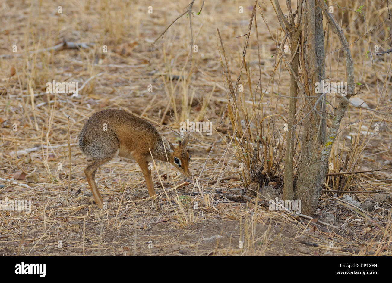 Closeup of Kirk's Dik-dik (scientific name: Madoqua , or "Dikidiki" in ...
