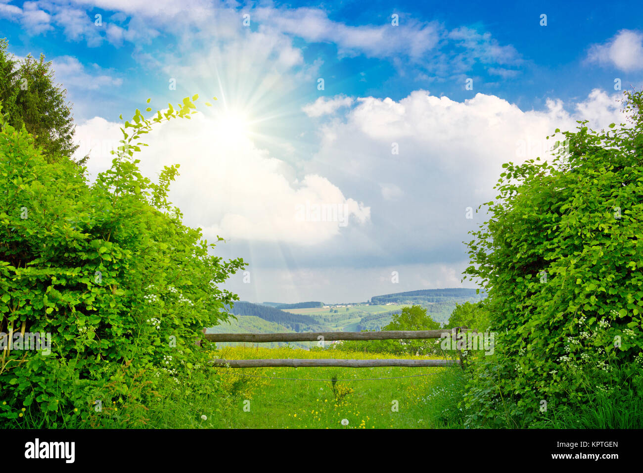 Colorful landscape with field and tree.Summer landscape with green ...