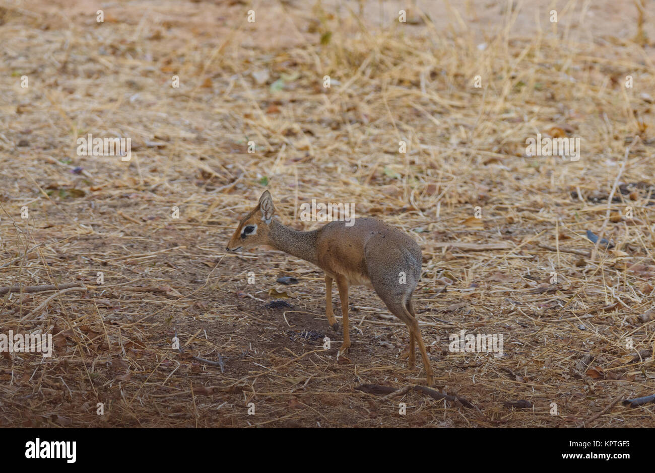 Closeup of Kirk's Dik-dik (scientific name: Madoqua , or "Dikidiki" in ...
