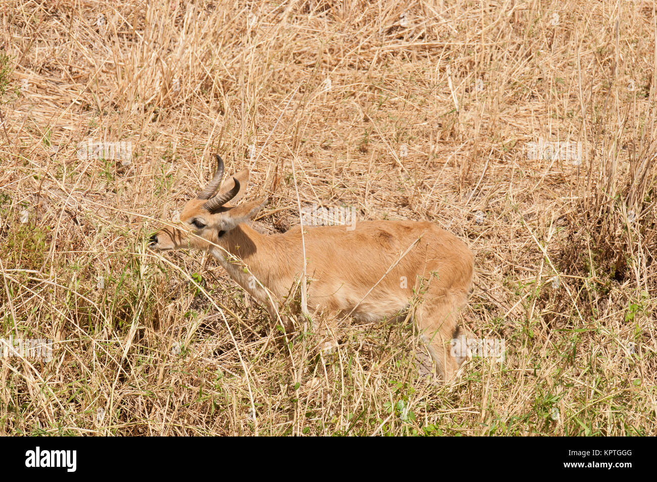 Bohor reedbuck female redunca redunca hi-res stock photography and ...