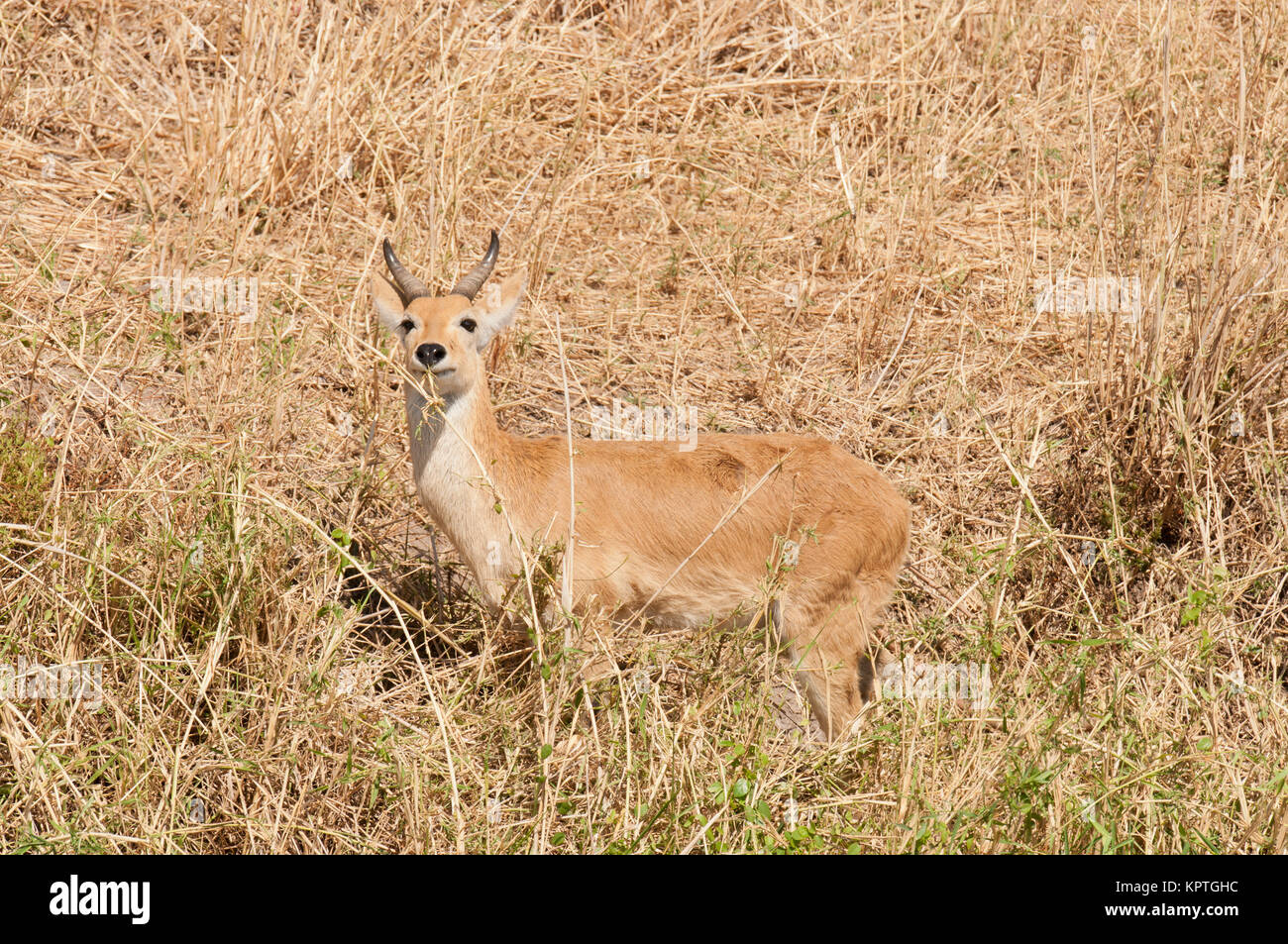 Bohor reedbuck female redunca redunca hi-res stock photography and ...