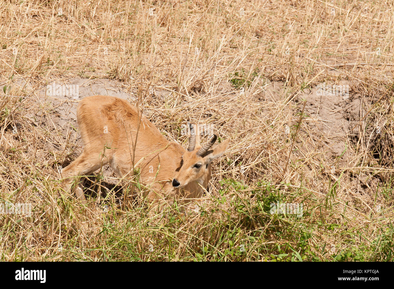 Bohor reedbuck female redunca redunca hi-res stock photography and ...