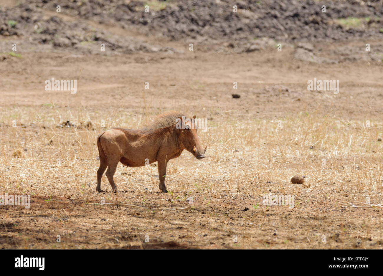 Warthog teeth closeup hi-res stock photography and images - Alamy