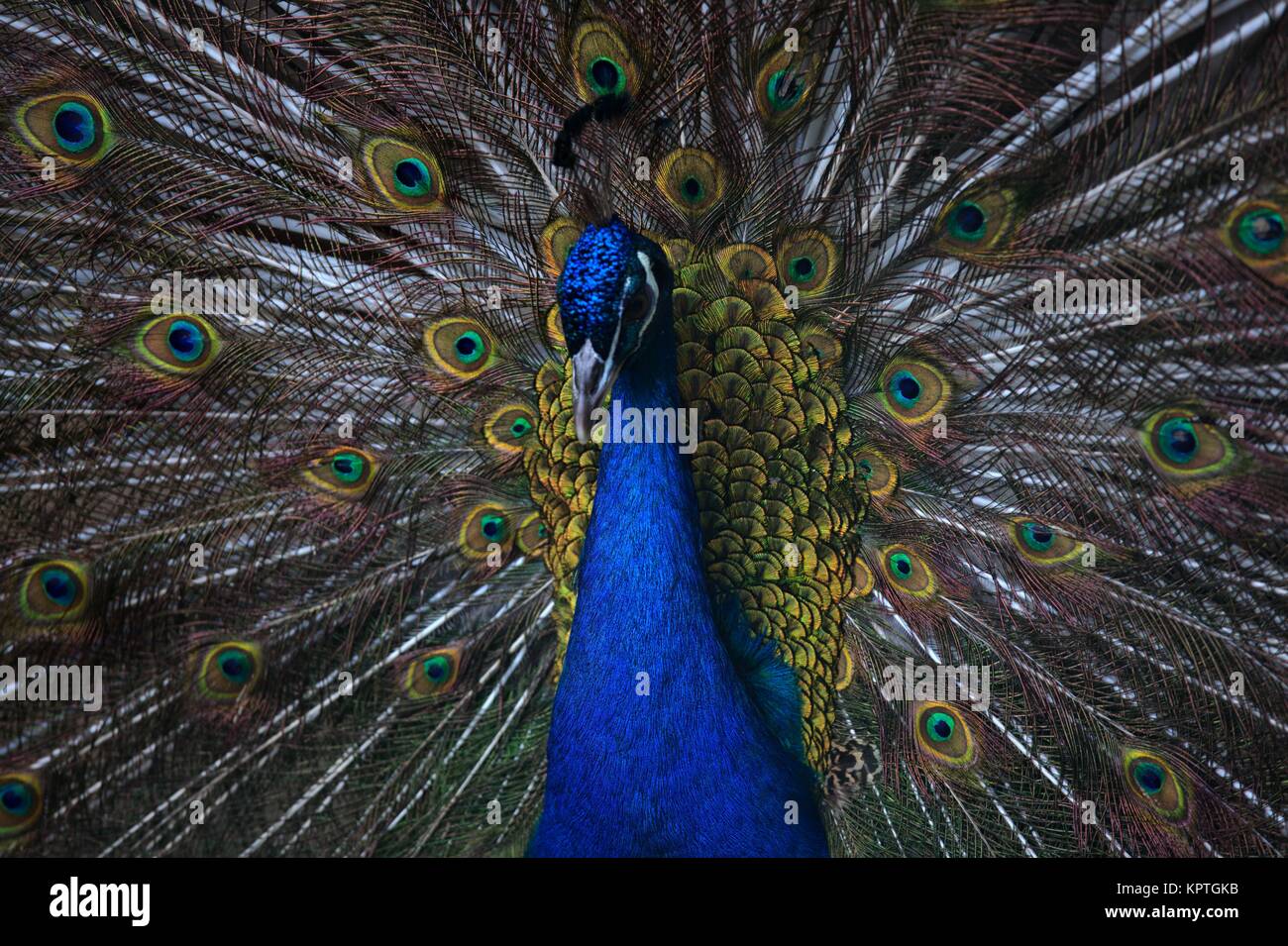 Bloated bird hi-res stock photography and images - Alamy
