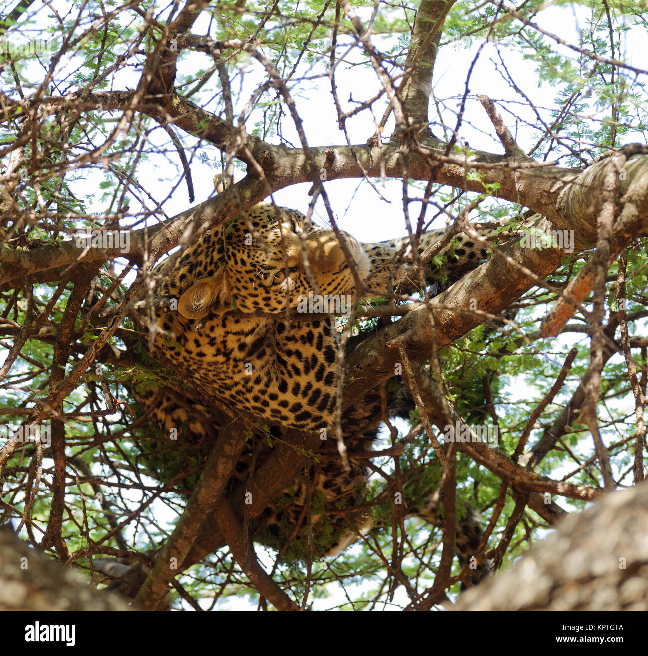 Closeup of a Leopard (scientific name: Panthera pardus, or "Chui" in ...