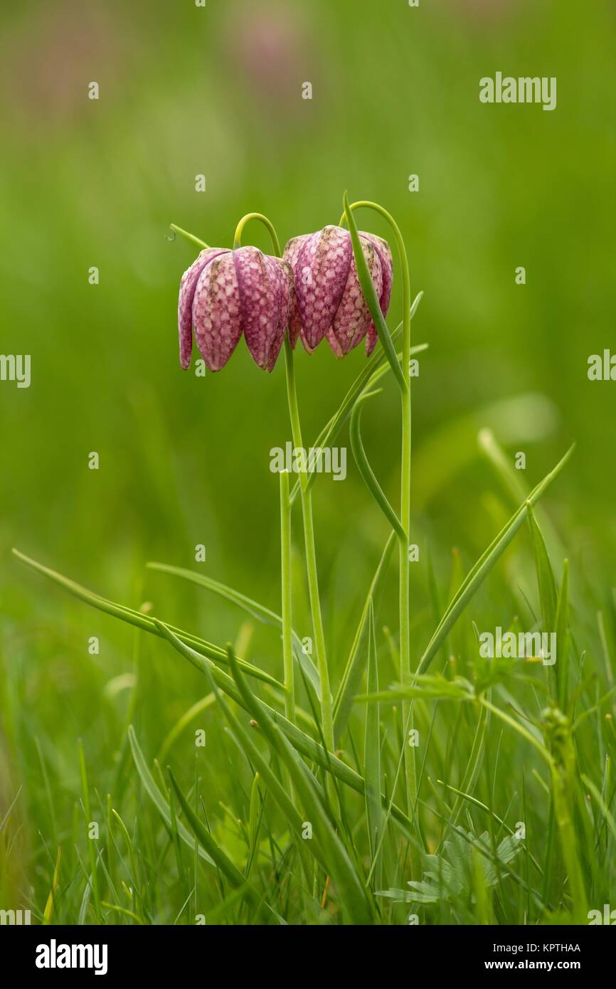 group of chess flowers / group of fritillaria meleagris Stock Photo - Alamy