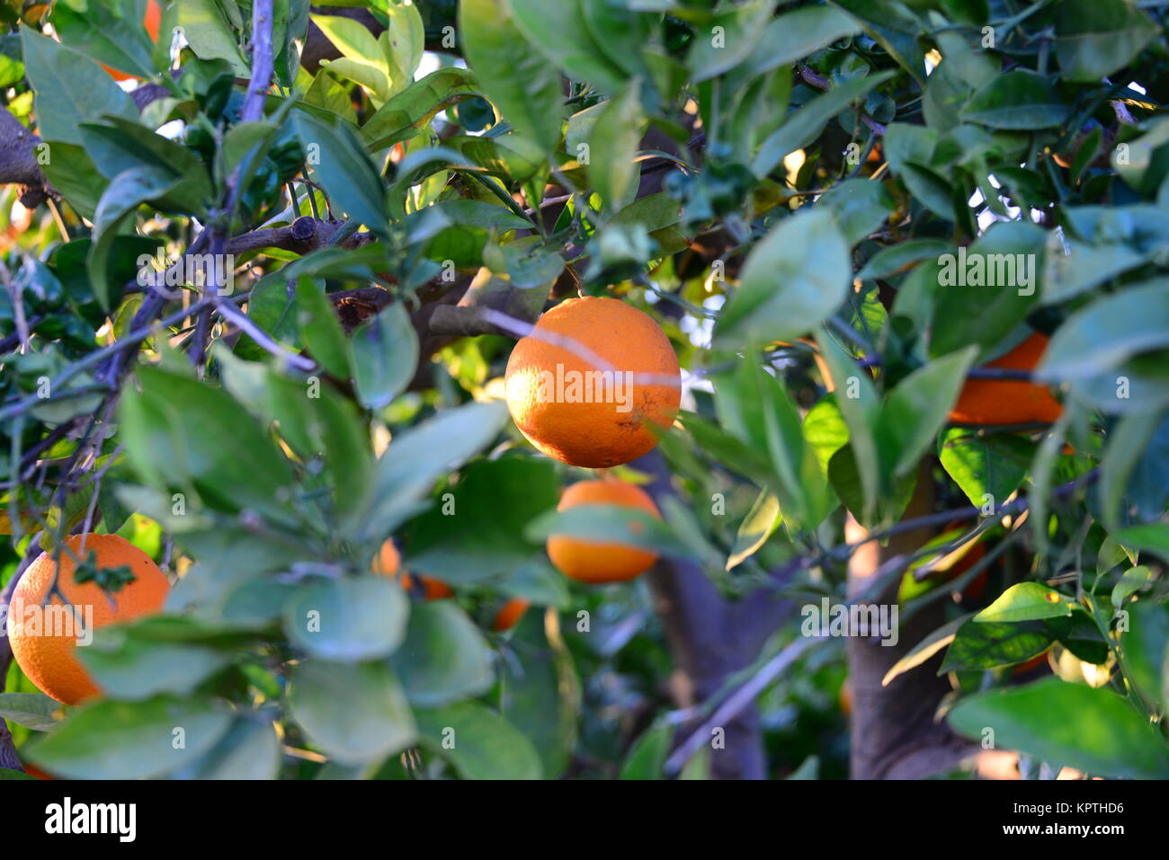 orange tree in spain Stock Photo - Alamy