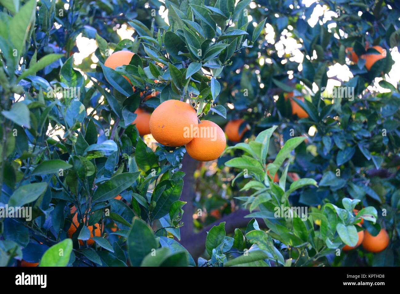 orange tree in spain Stock Photo - Alamy