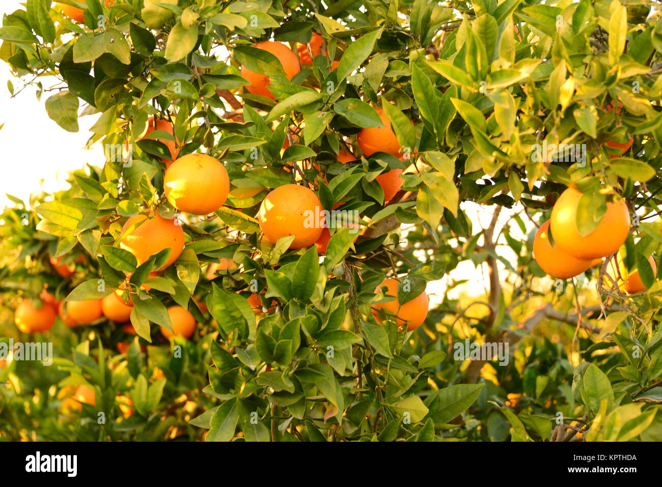 orange tree in spain Stock Photo - Alamy