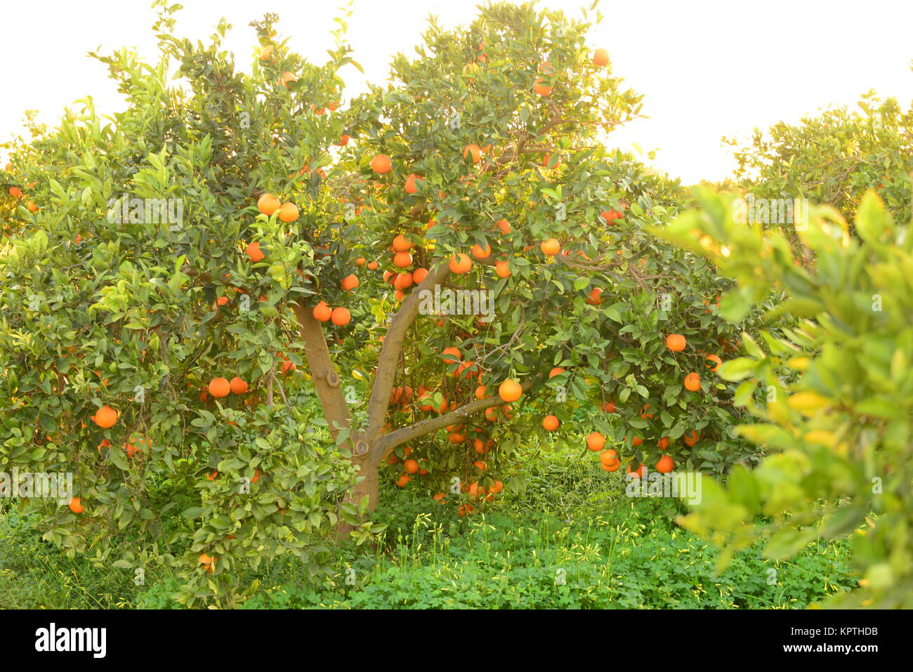 orange tree in spain Stock Photo - Alamy