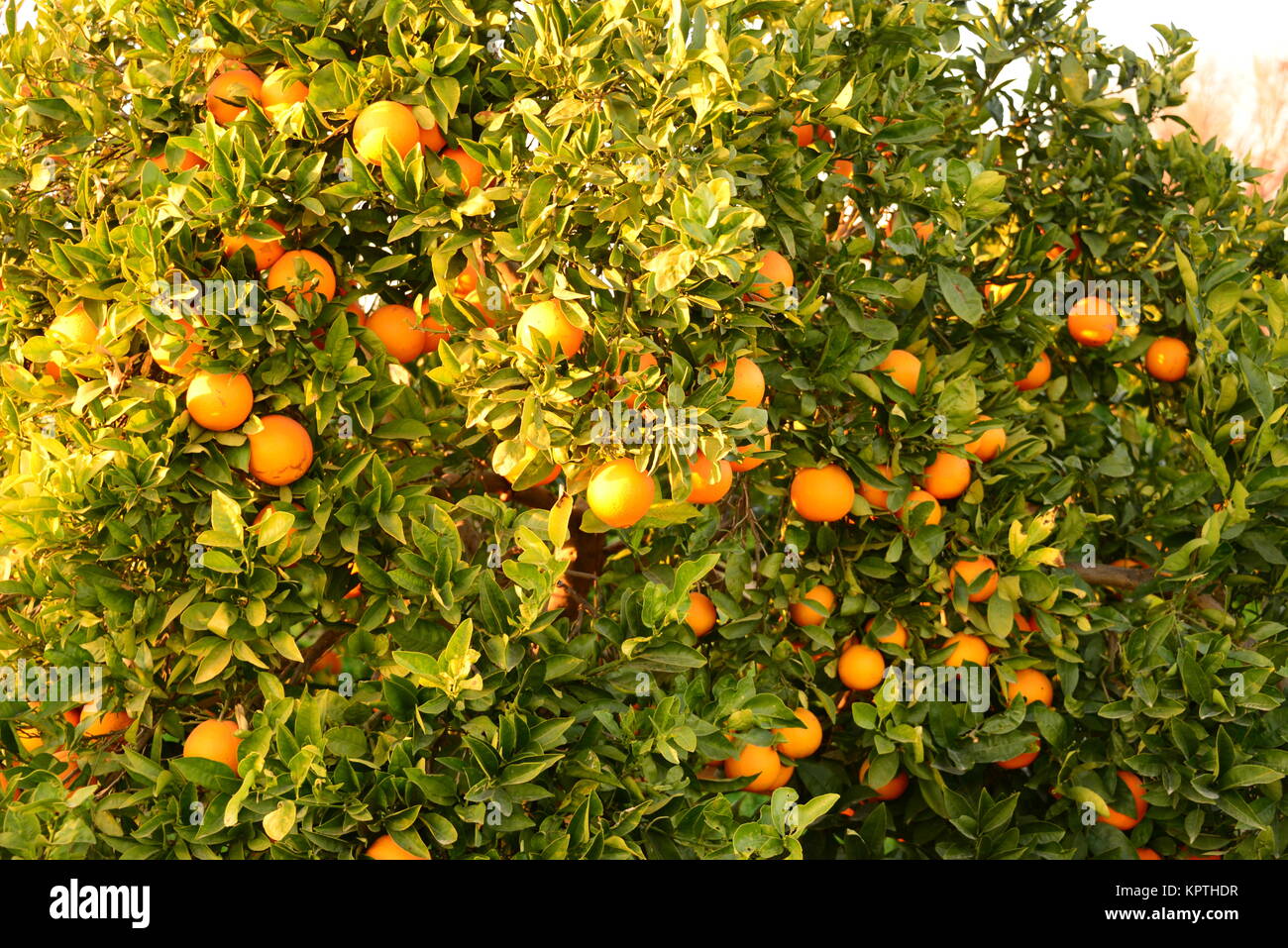 orange tree in spain Stock Photo - Alamy
