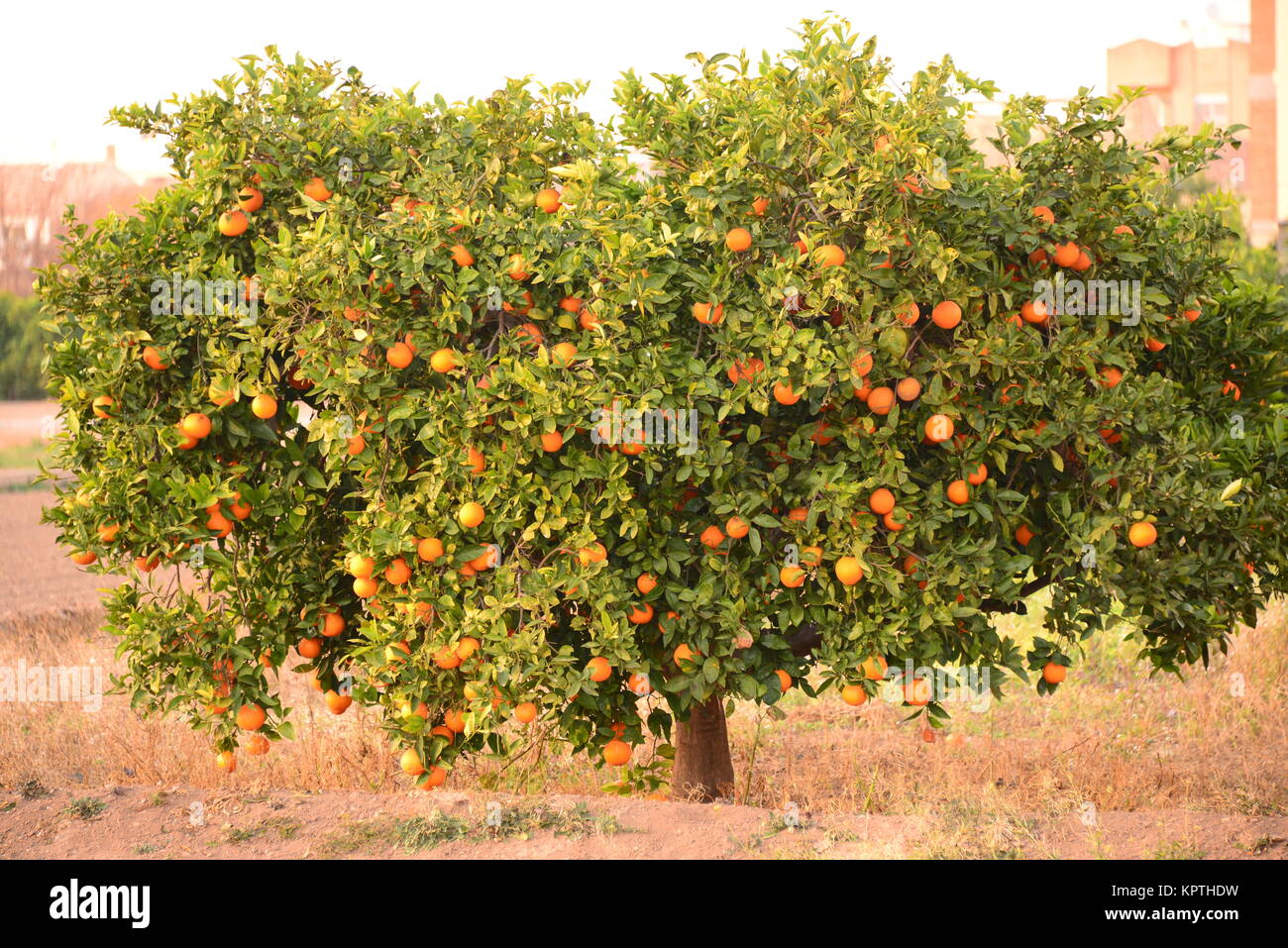 orange tree in spain Stock Photo - Alamy