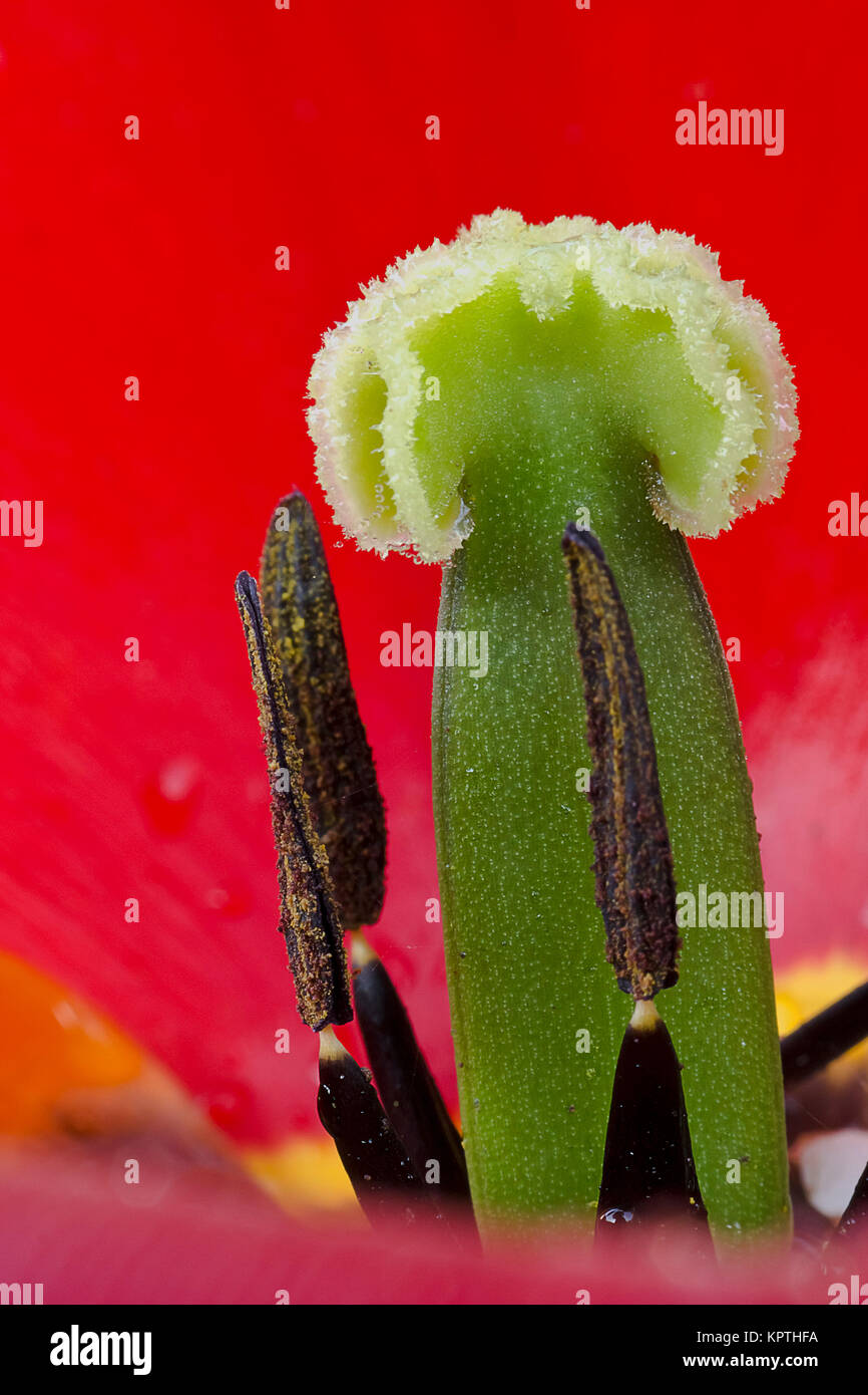 Temple of flora tulip hi-res stock photography and images - Alamy