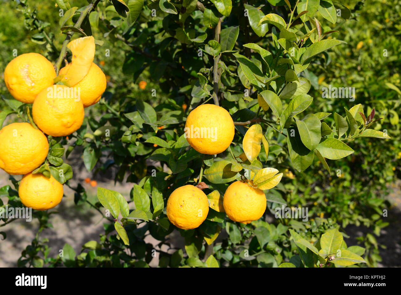 lemons at the tree in spain Stock Photo - Alamy