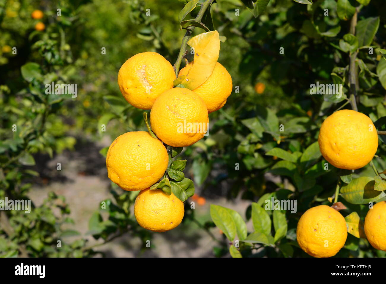 lemons at the tree in spain Stock Photo - Alamy