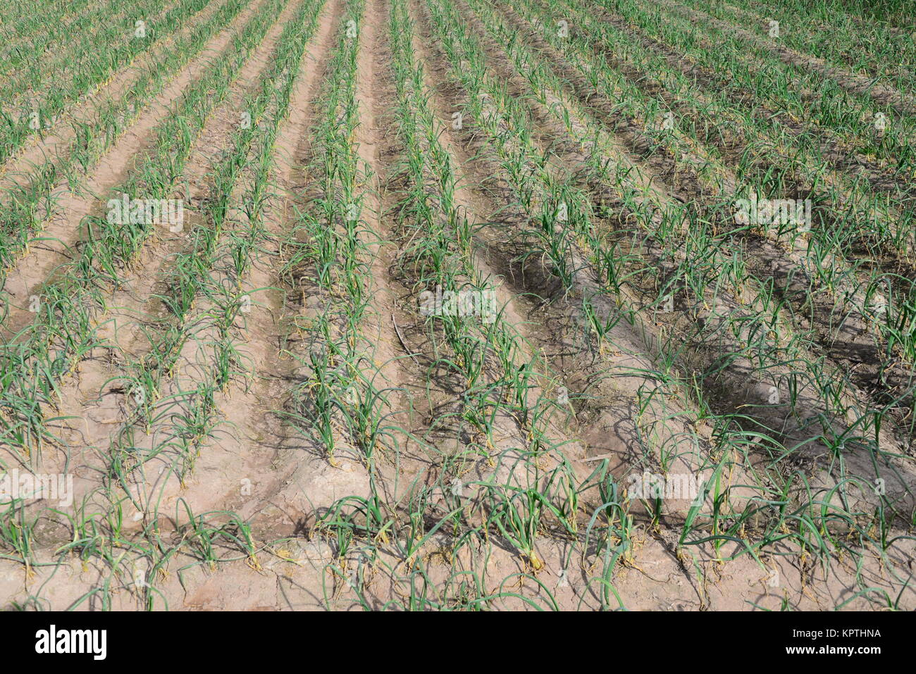 onion field in spain Stock Photo - Alamy
