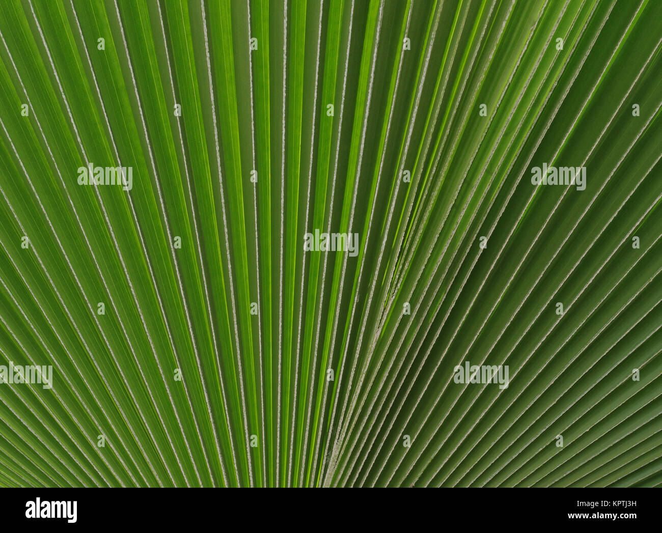 Plant filled structure hi-res stock photography and images - Alamy