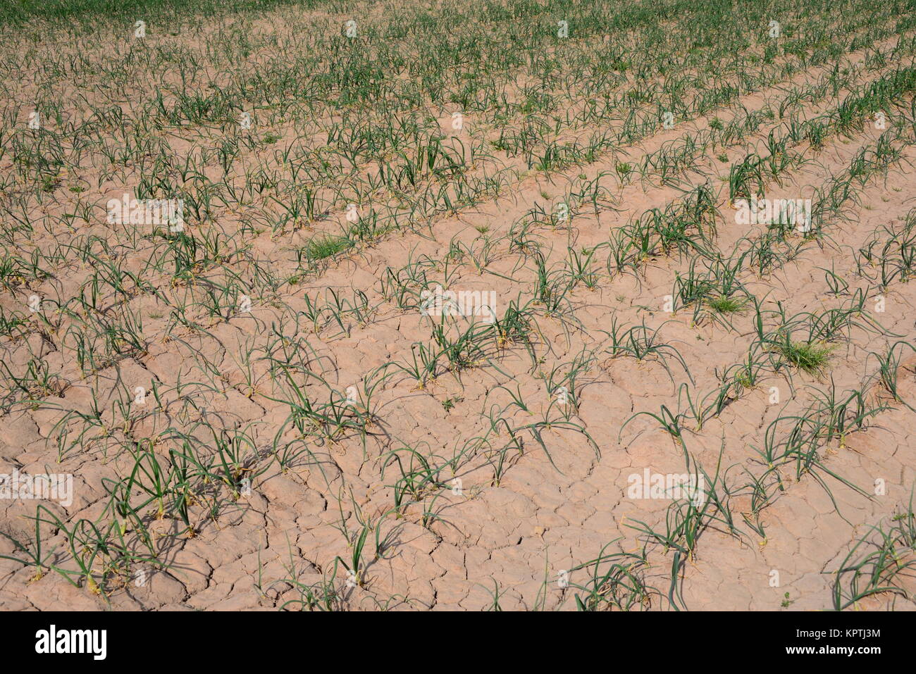 onion field in spain Stock Photo - Alamy