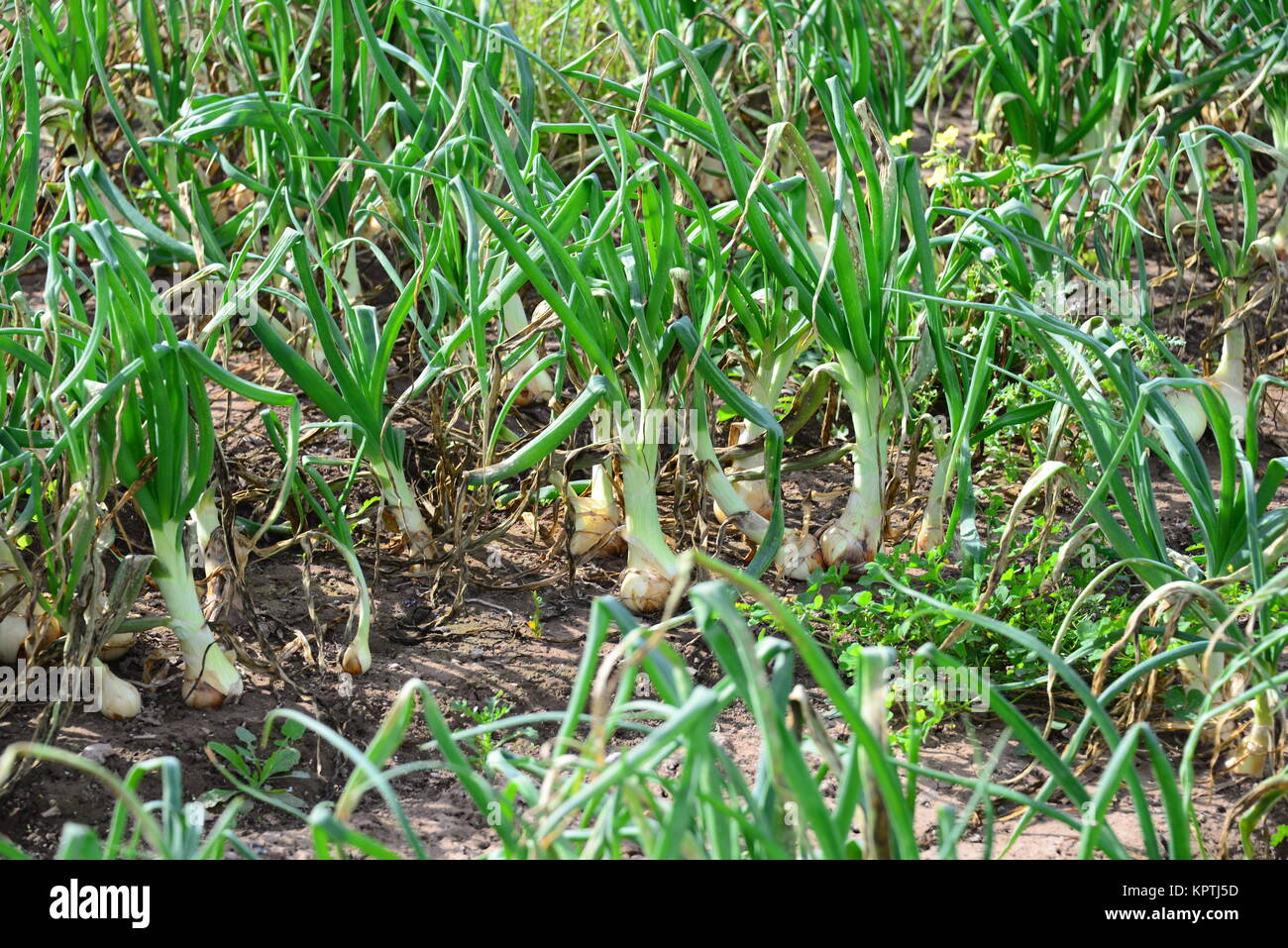 onion field in spain Stock Photo - Alamy