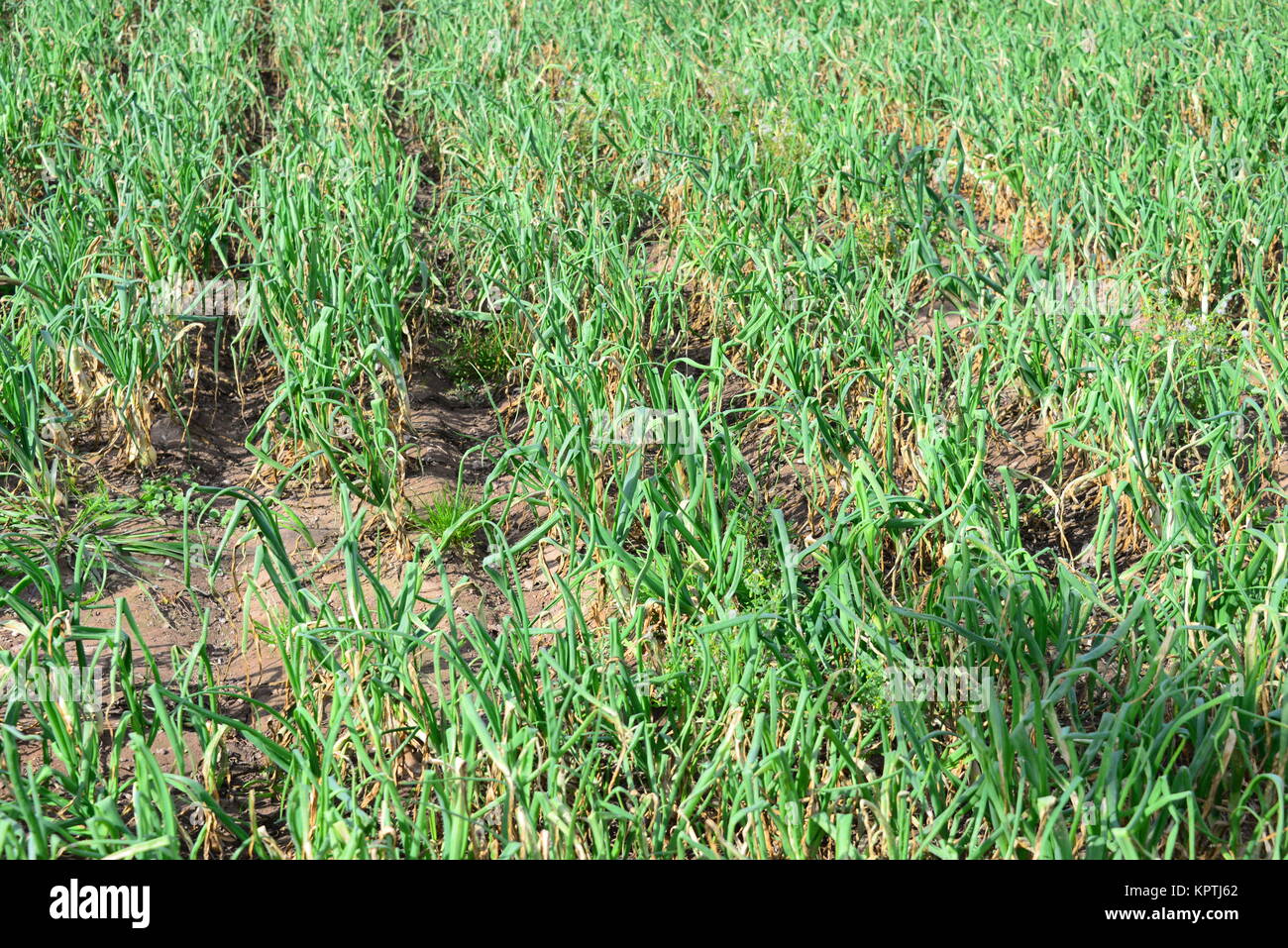 onion field in spain Stock Photo - Alamy
