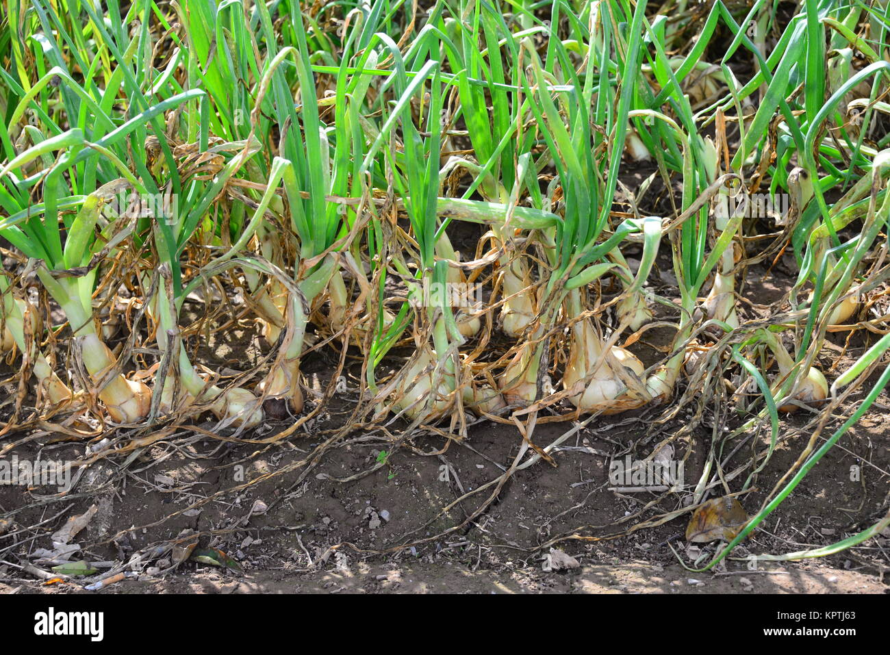 onion field in spain Stock Photo - Alamy