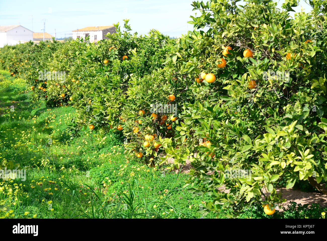 oranges at the tree in spain Stock Photo - Alamy