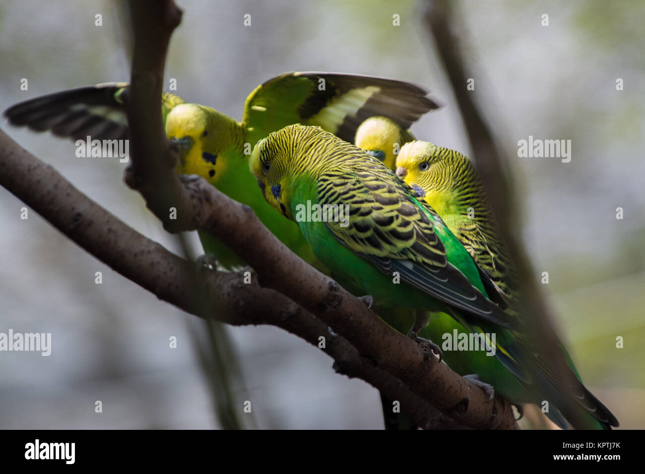 Wellensittich hi-res stock photography and images - Alamy