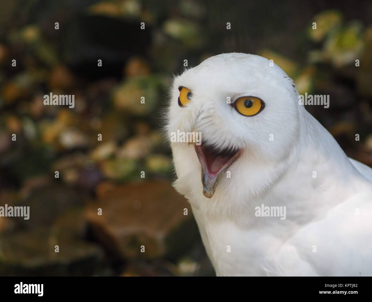 Snow owl bird hi-res stock photography and images - Alamy